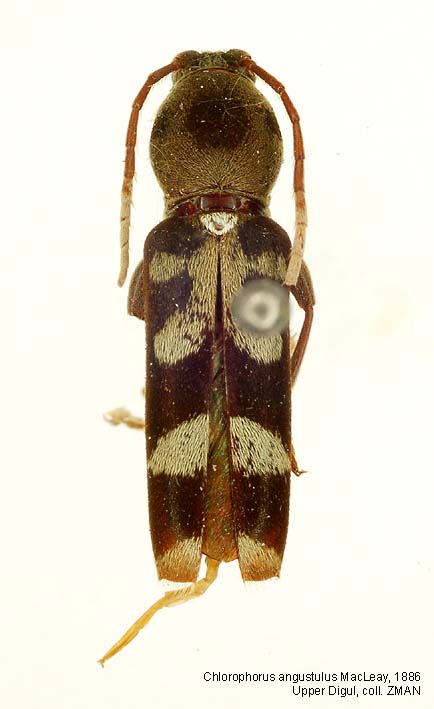 Papua Insects Foundation (Coleoptera/Cerambycidae/Cerambycinae)